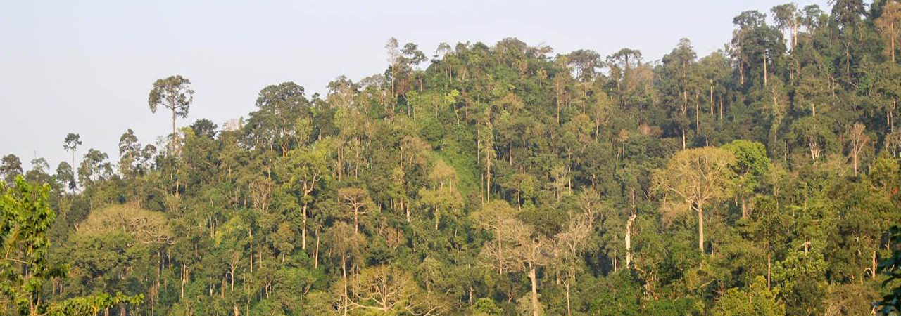 Saving Atewa forest - A Rocha InternationalA Rocha International