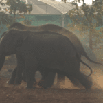 Peter Harris | Under the Bright Wings | A Rocha